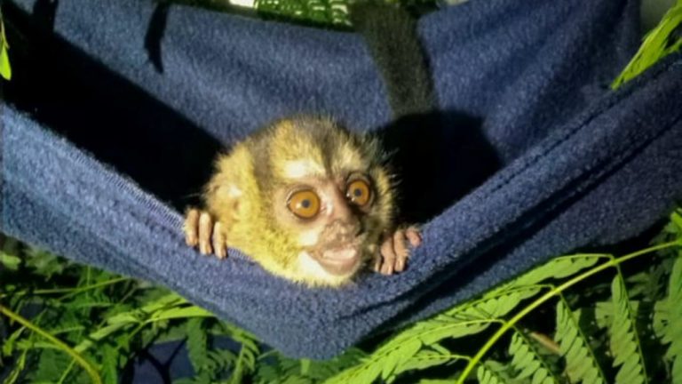 ¡Solita y 'llorando' en la calle! Así encontraron una marteja bebé en Itagüí | Minuto30