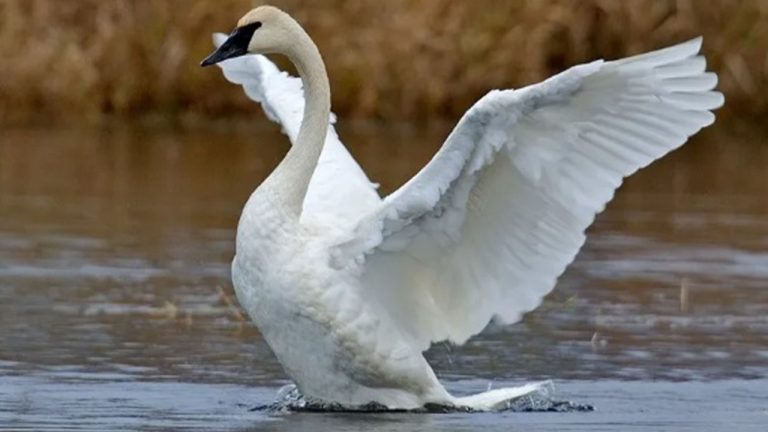 Video. 'Extraño': cisnes en Eslovaquia se están drogando con flores ...