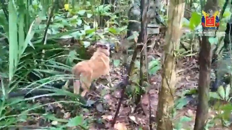 ‘Wilson’ un perro que buscaba a los niños en las selvas del Guaviare, se perdió