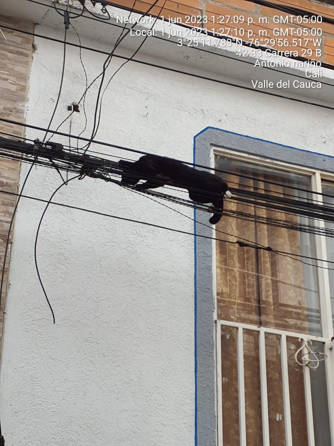 FOTOS Y VIDEO. Rescatan a gatico de cableado telefónico ¿Cómo llegó ahí?