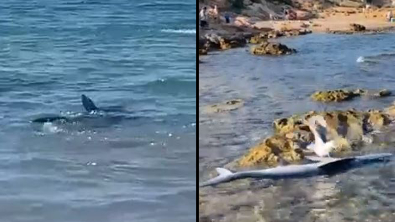 Video. Tiburón de dos metros nadó muy cerca de turistas en la playa ...