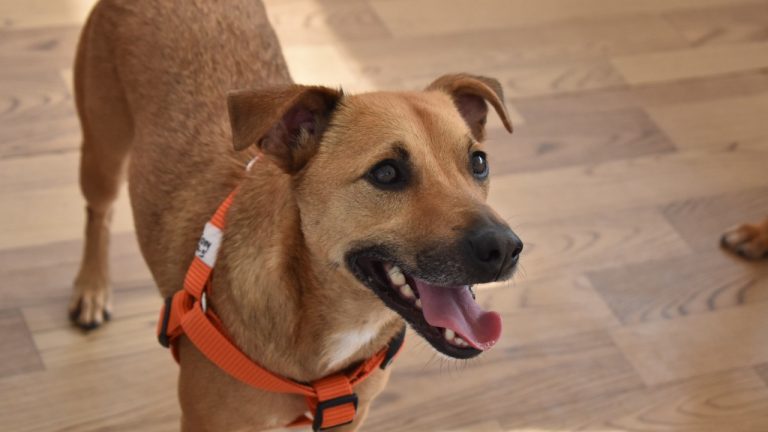 Video. “Tony” sigue esperando a una familia que lo adopte