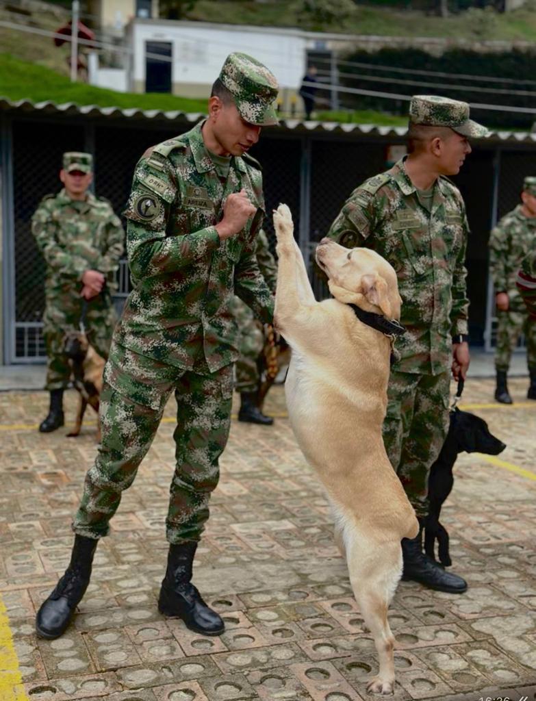 VIDEO Y FOTOS. ¡Muy tesos! Así es el entrenamiento militar para perros ...