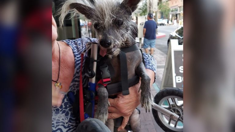 Con ustedes... Scooter: El perro más feo del mundo 2023 ¡Una belleza ...