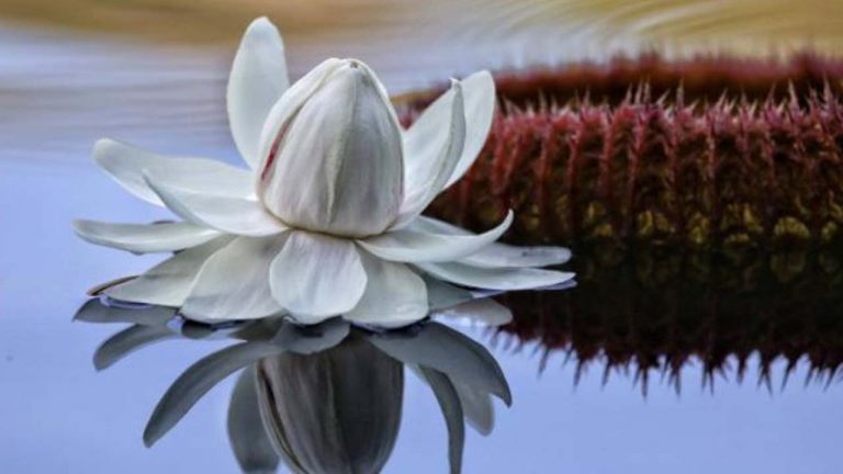 ¡Hermosa!: la primera flor Victoria Amazónica, abrió sus pétalos en el ...