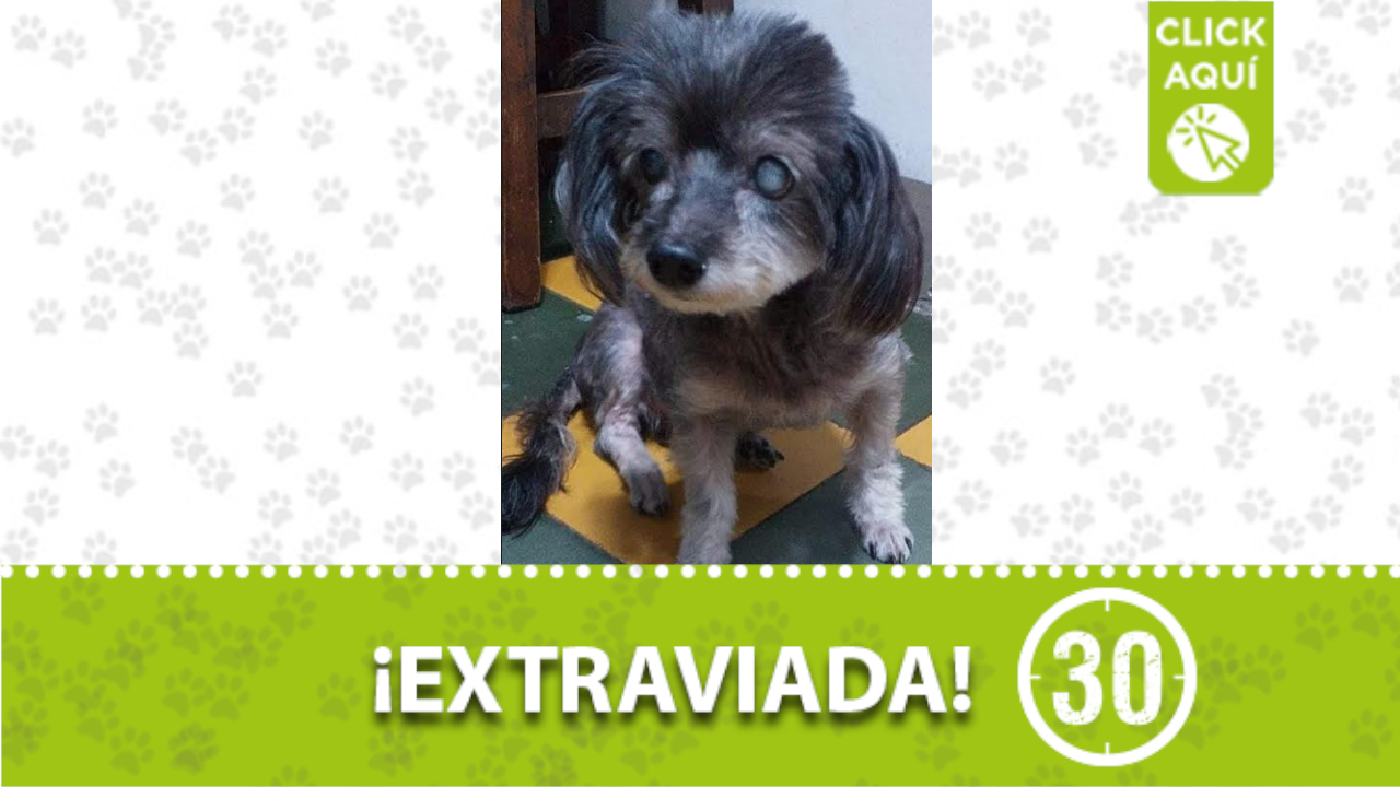 'Chiqui' está perdida