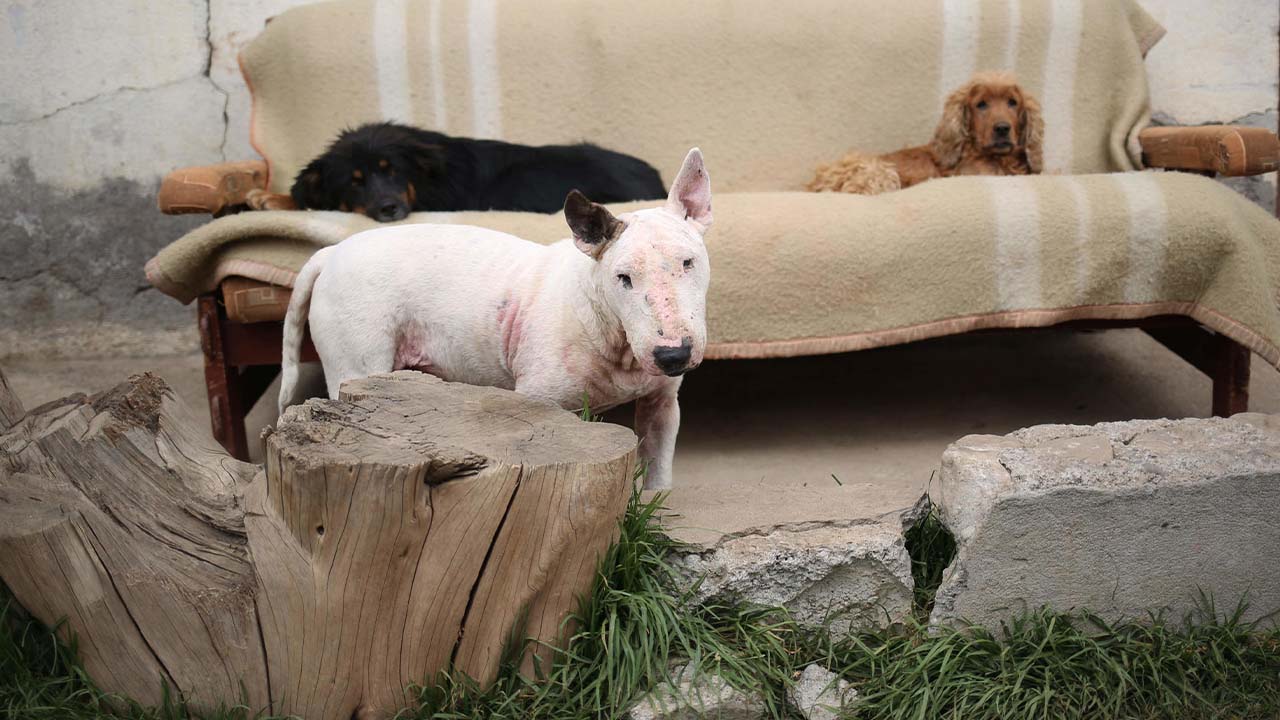 Cientos de bolivianos reafirman su amor por los perros en el Día de San ...