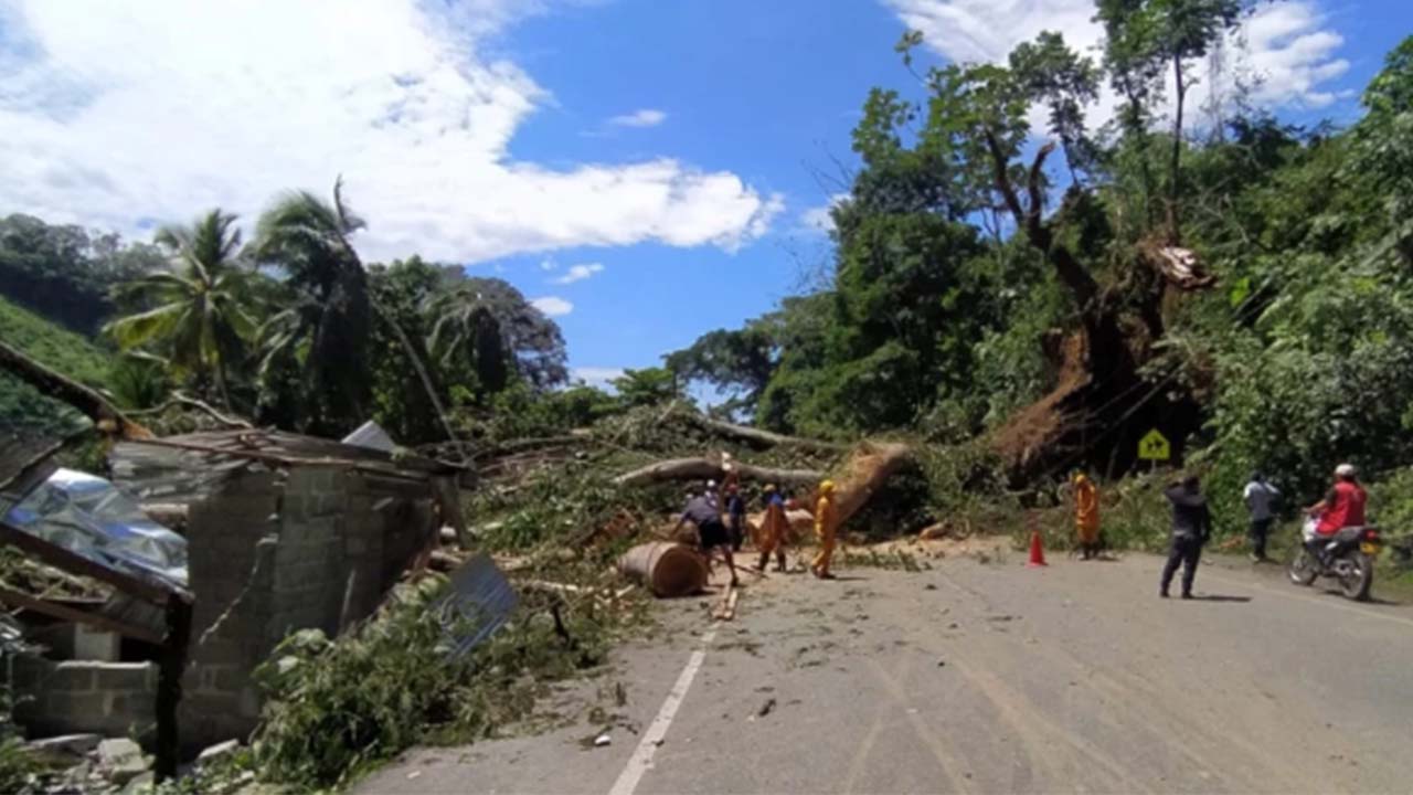 Árbol de más de 100 años se desplomó y acabó con dos casitas en Tarazá ...