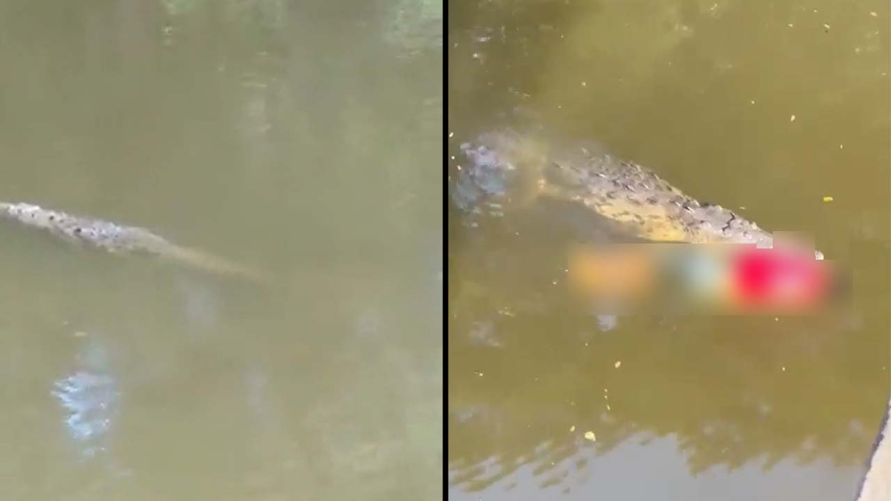 Video ‘qué Impresión Un Hombre Que Se Bañaba En Un Río Fue Devorado