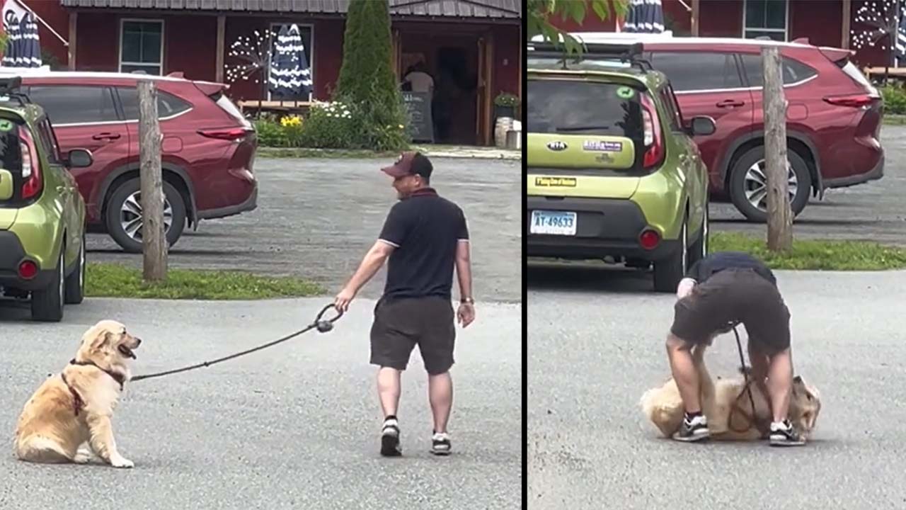 VIDEO. ‘Muy berrinchudo’: Un perrito no quiso caminar más y se tiró en ...