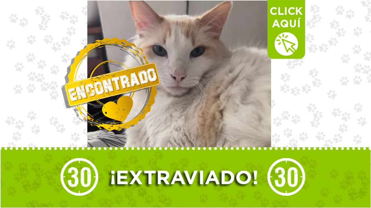 Copito ya está con su familia: Gracias a todos los que ayudaron - Minuto30