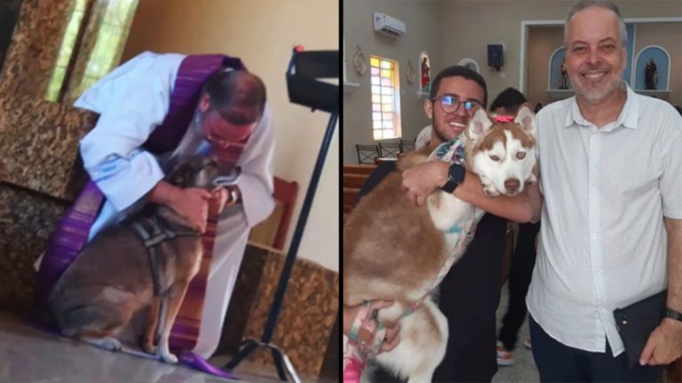 FOTOS. ¡Qué belleza! Sacerdote de Brasil rescata perros y les busca ...