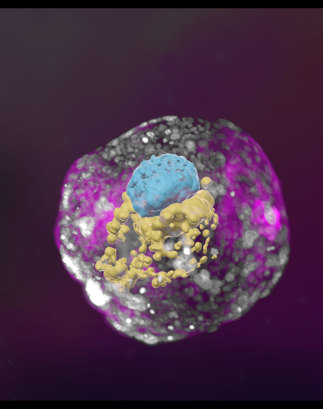 Embriones sintéticos de 14 días ayudan a escudriñar las etapas clave ...