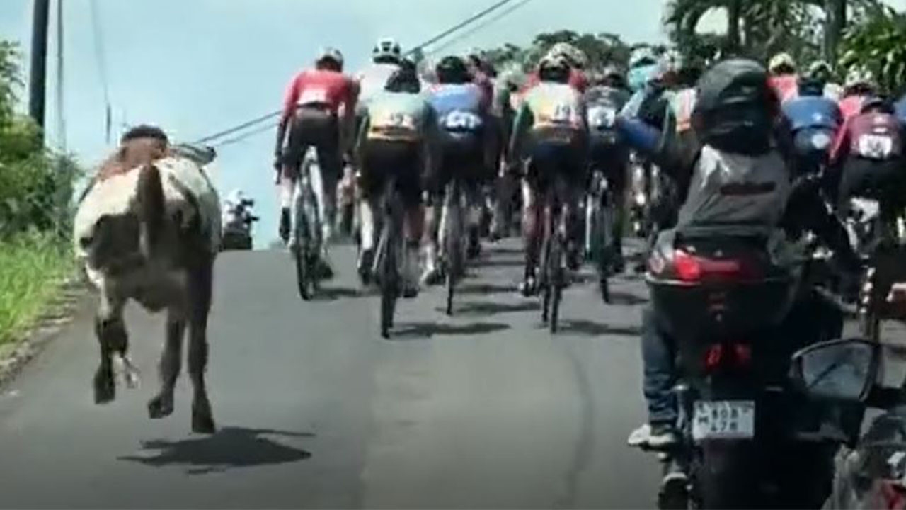 VIDEO. ¡Qué los persiga un perro o una vaca! la ‘motivación’ ideal para ...