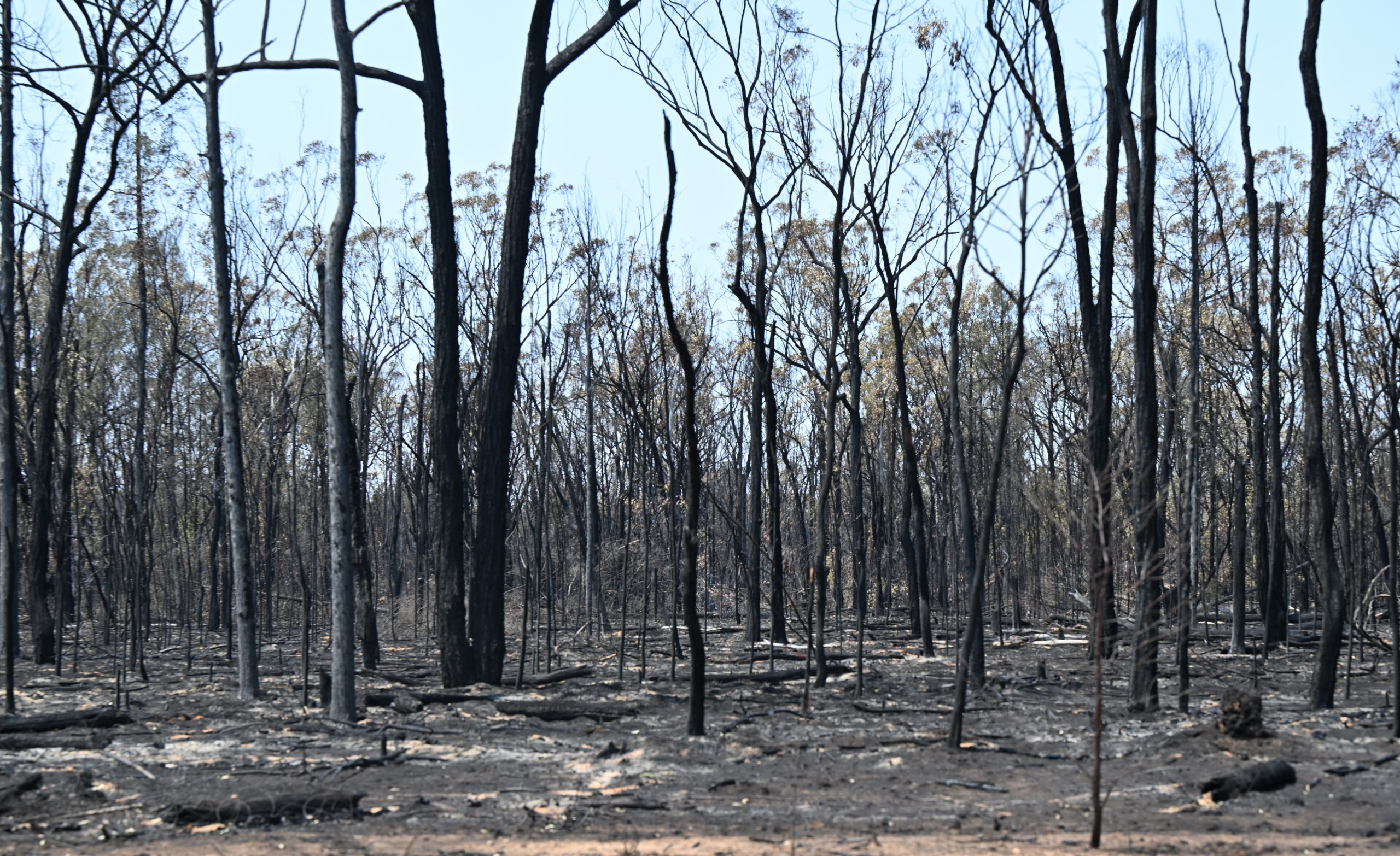 Al menos dos muertos a raíz de los incendios forestales en el noreste ...