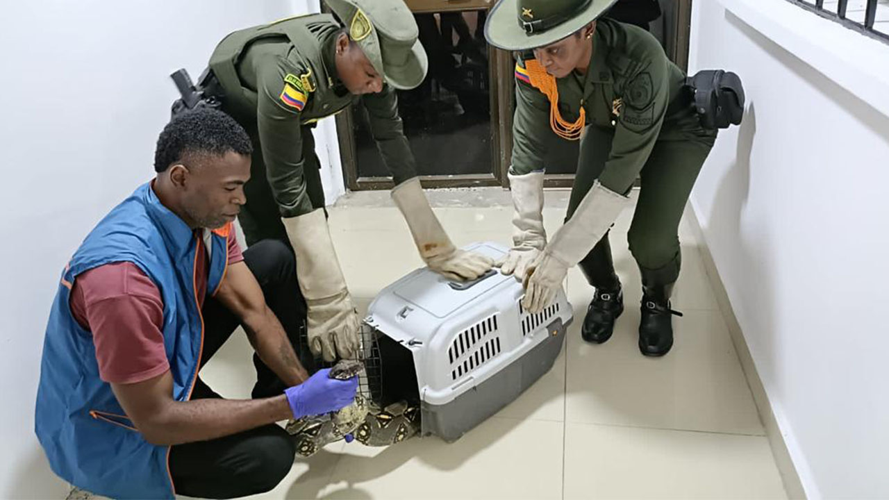 FOTOS. ¡Qué bien! Boa fue liberada en su hábitat por Policía Ambiental y CODECHOCÓ | Minuto30