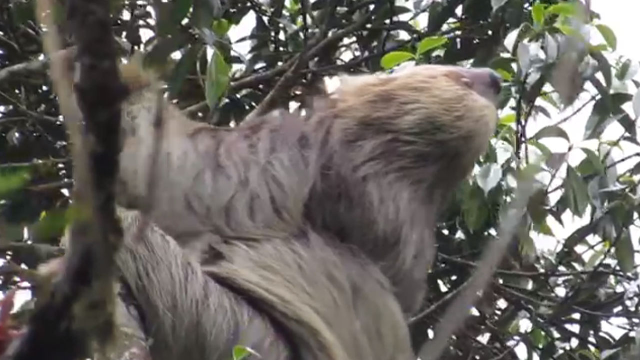 Video. Osa perezosa fue liberada y ha recorrido más de tres kilómetros ...