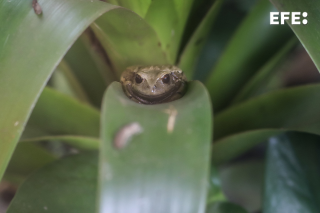 El croar de la última rana de Quito ligada al agua vuelve a resonar ...