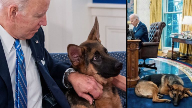 ‘Commander’ el perro de los Biden, fuer sacado de la Casa Blanca ‘Commander’ el perro de los Biden, fuer sacado de la Casa Blanca