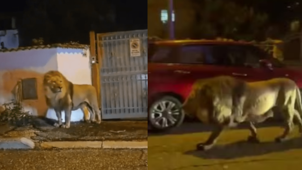 VIDEO. El rey de las 'calles': un león se escapó de un circo en Roma y ...