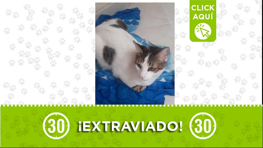 El gato 'Paco' está perdido por Bello, ¿usted lo ha visto? | Minuto30