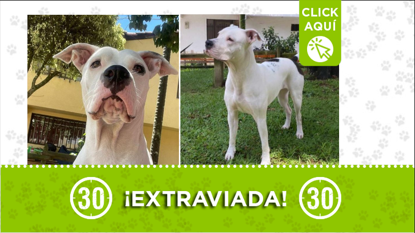 “Chole” está extraviada en la vía San Jerónimo-Medellín | Minuto30