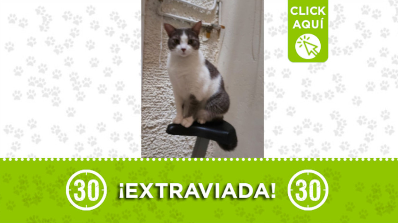 ¡La familia la busca! "Hannah" se perdió en el barrio La Cumbre, en ...