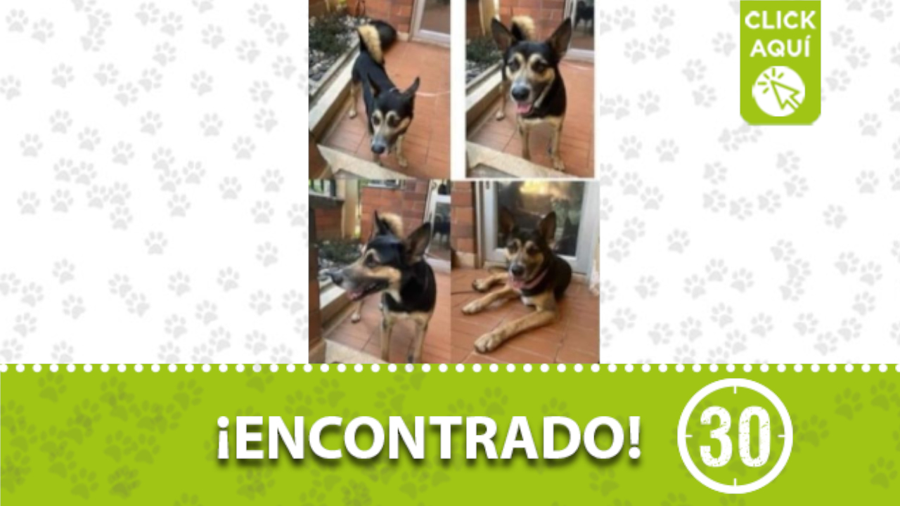 Encontraron Este Lindo Perrito En Robledo Minuto30