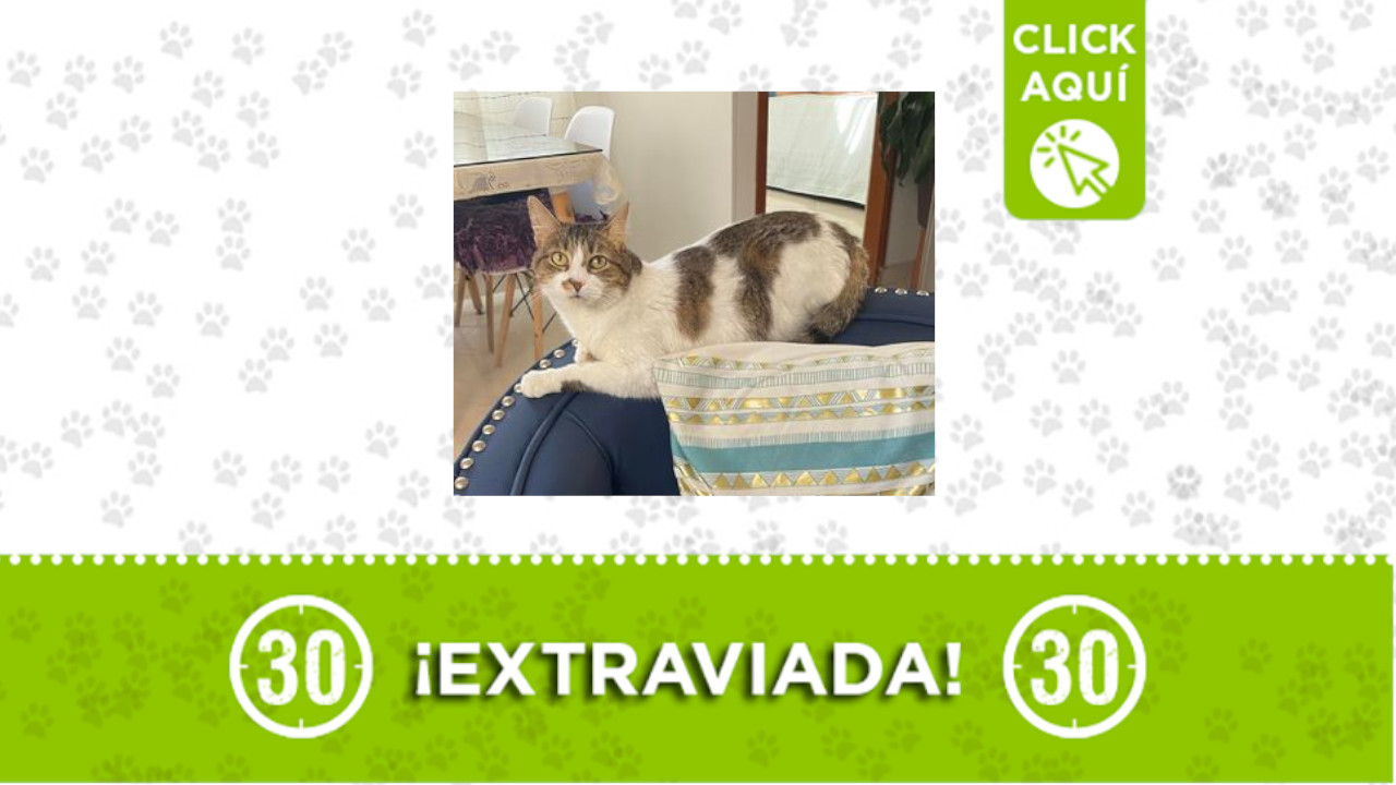 “Yaco” se perdió en Bello | Minuto30