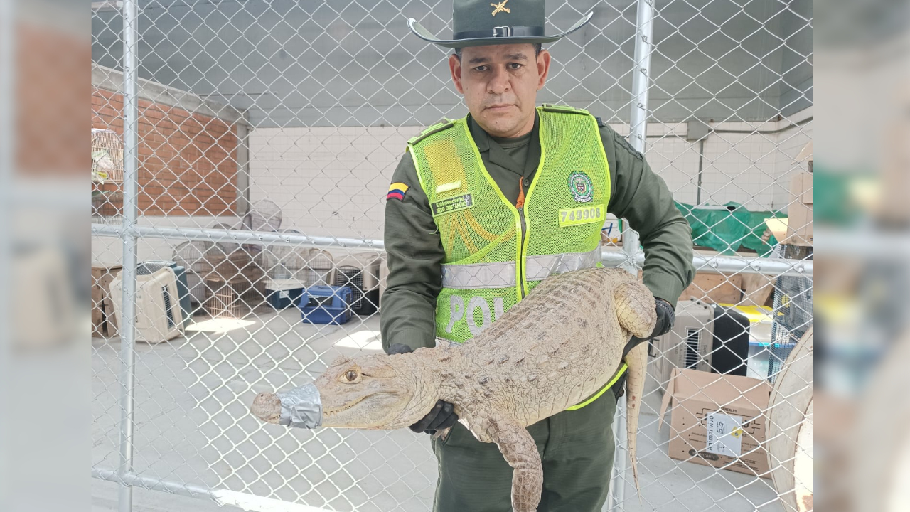 'Salió de paseo': Una babilla estaba deambulado por las calles de ...