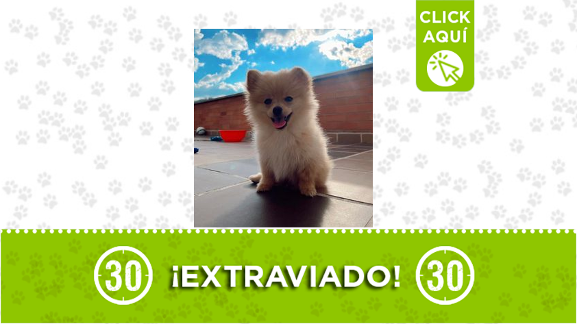 'Polo' está extraviado por San Javier, ¿usted lo ha visto? | Minuto30