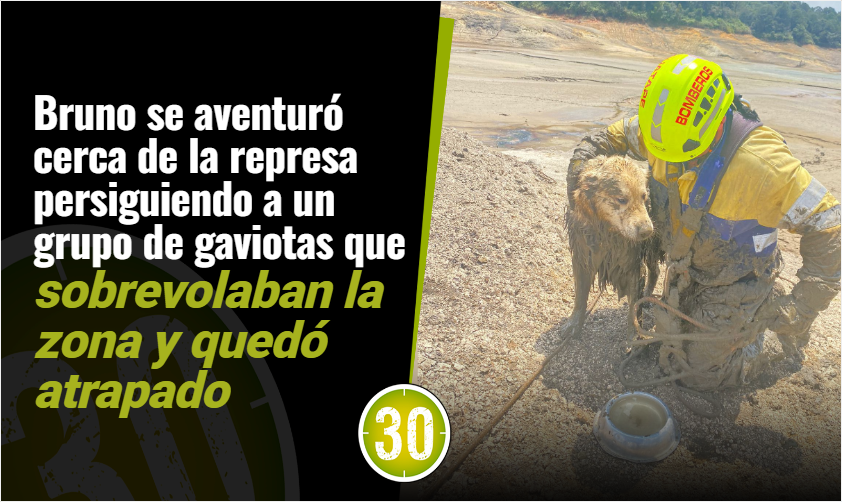 Bruno: El valiente perrito rescatado en la represa Guatapé