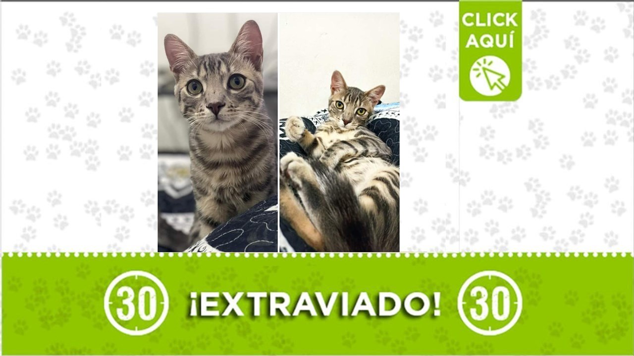 Jeyco, el gatito de cola "muy muy larga", se perdió en Bello | Minuto30