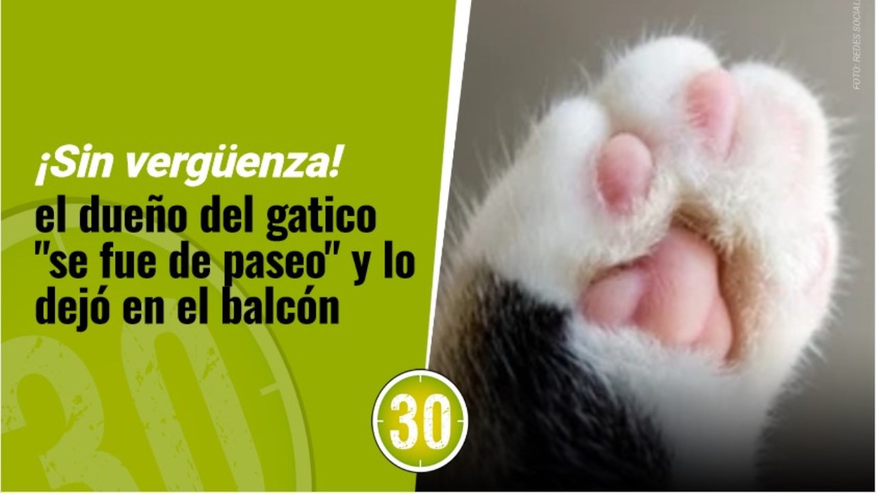 ¿Se fue de paseo y se le olvidó el gatico? Maulla sin cesar en un ...