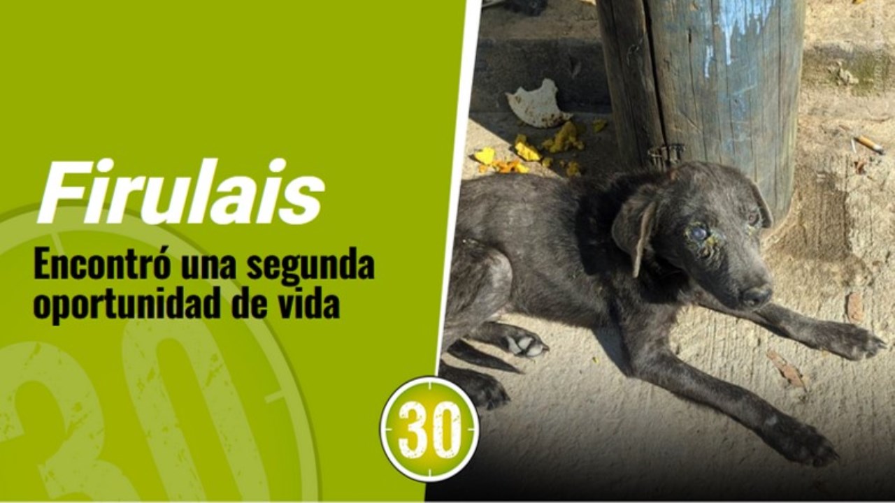 Rescatado por una Auxiliar de policía: la increíble transformación de ...