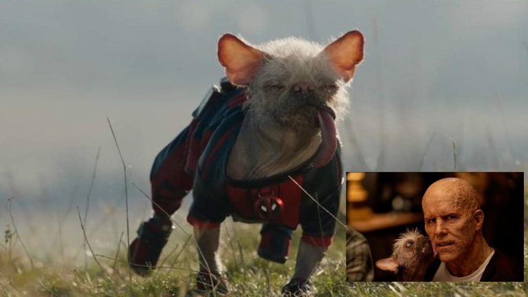 El perro más feo del Reino Unido debuta como "Dogpool" | Minuto30