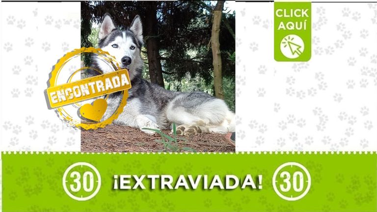 Luna, una Husky siberiano, ya está en su casa | Minuto30