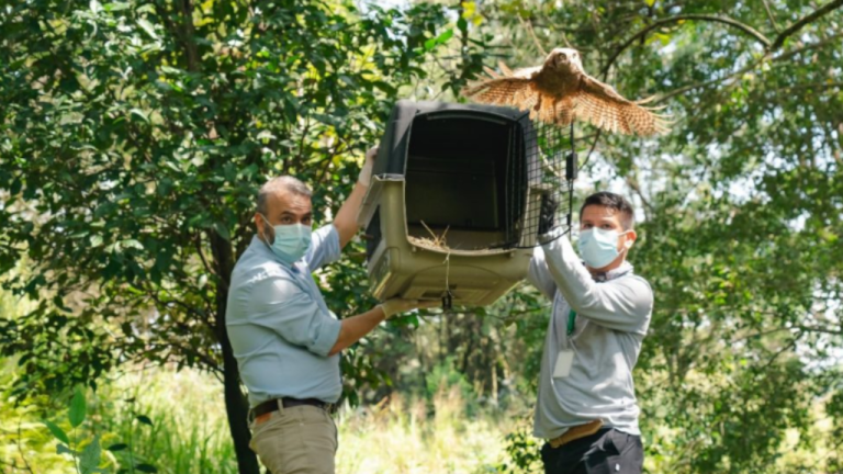 Aumentan reportes de fauna silvestre afectada por pólvora durante fin ...